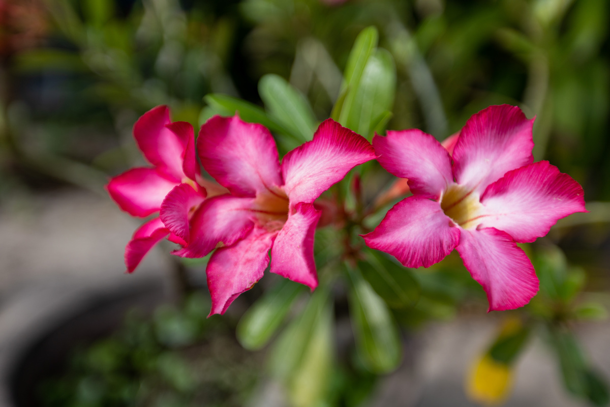 Plantes Tropicales | Comment cultiver des Plantes Exotiques